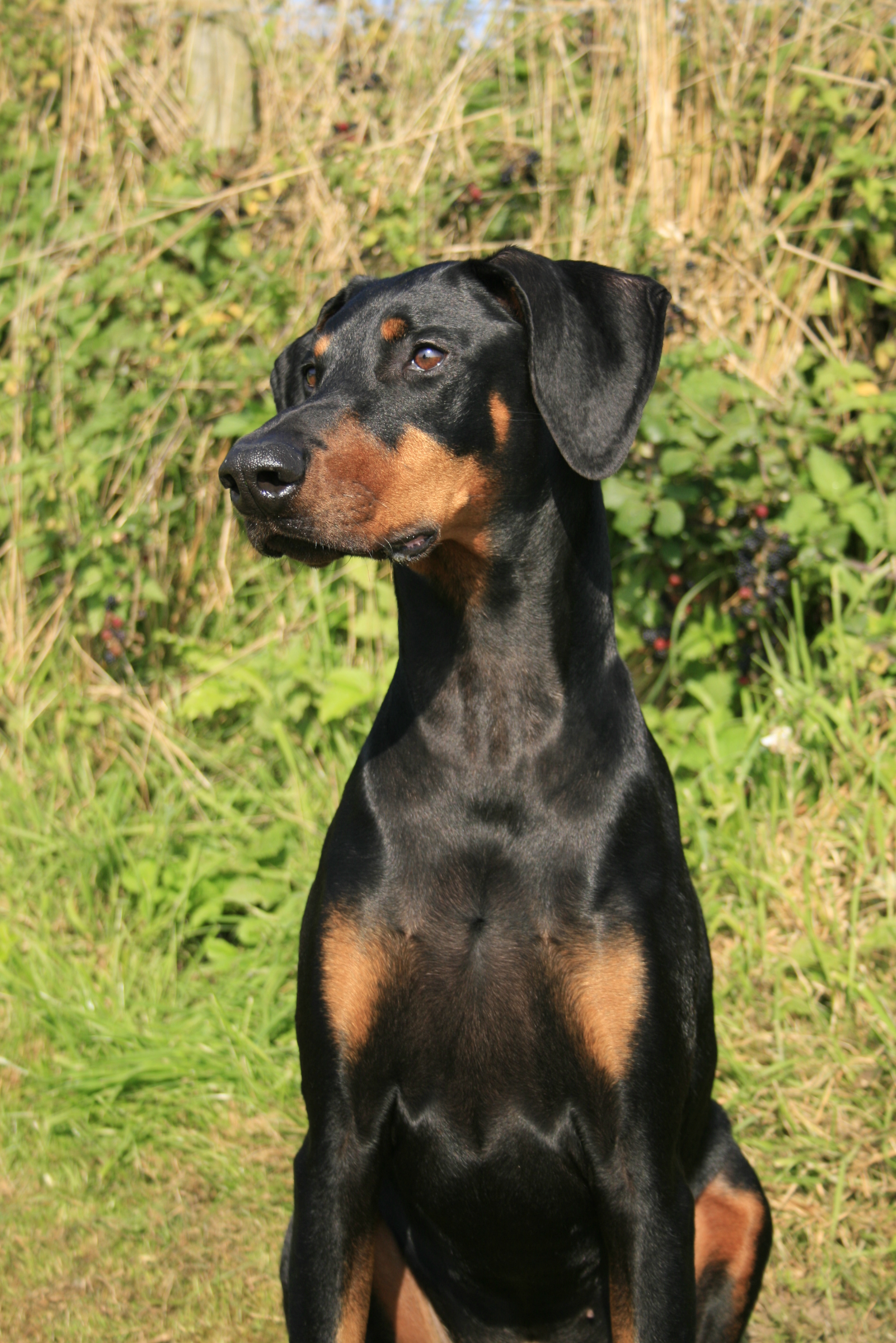 Dobie Dorks | Eskipix