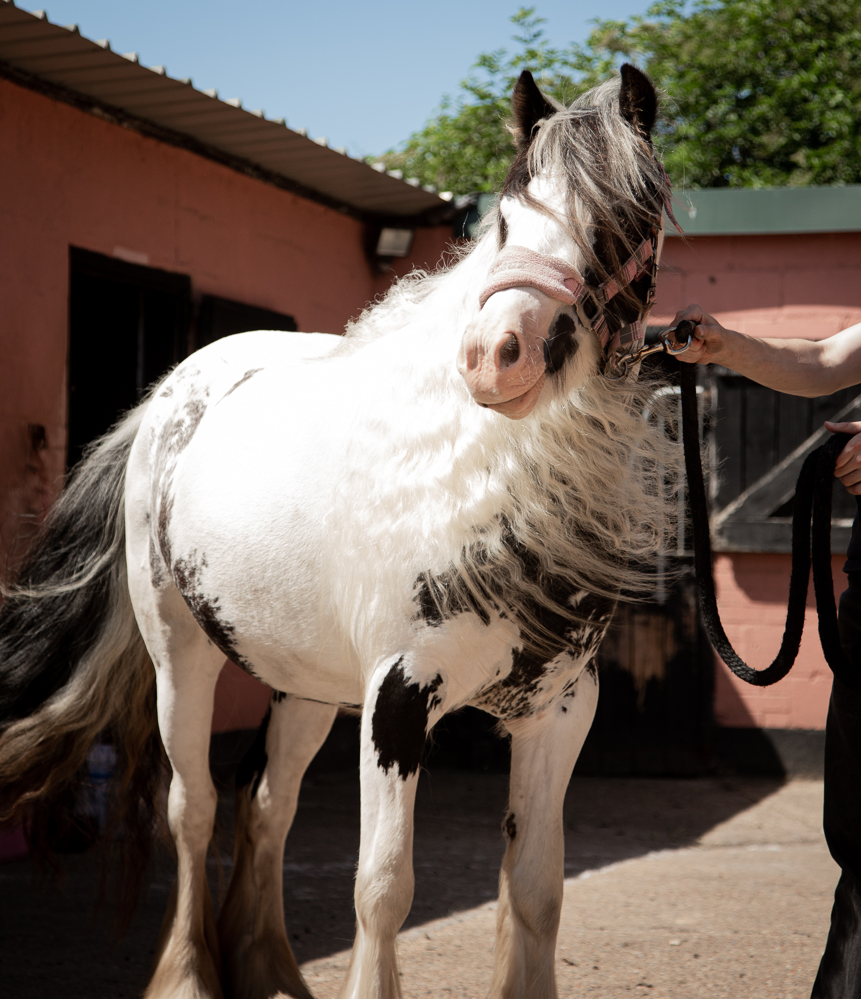 Pin up Pony | Eskipix